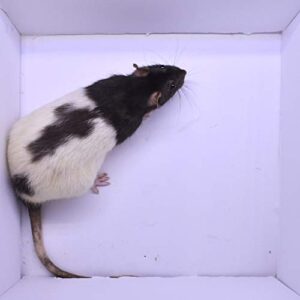 MiceDirect 10 Jumbo Rats: Fresh Fast Frozen Food for Corn Snakes Ball Pythons