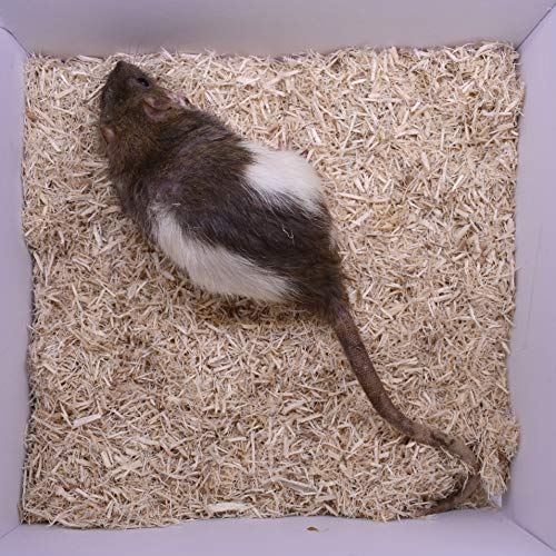 MiceDirect 10 Jumbo Rats: Fresh Fast Frozen Food for Corn Snakes Ball Pythons