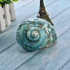 Wixine 1Pcs 10cm Green Turbo Natural Rare Real Sea Shell Conch Stunning Healing Decor Ocean