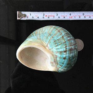 Wixine 1Pcs 10cm Green Turbo Natural Rare Real Sea Shell Conch Stunning Healing Decor Ocean