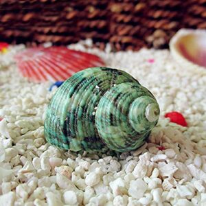 Wixine 1Pcs 10cm Green Turbo Natural Rare Real Sea Shell Conch Stunning Healing Decor Ocean