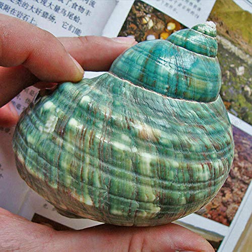 Wixine 1Pcs 10cm Green Turbo Natural Rare Real Sea Shell Conch Stunning Healing Decor Ocean