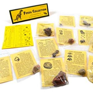 EISCO 12 Piece Deluxe Fossil Collection - Includes 12 Samples, Information Cards and a Geological Timescale - Great for Introductory Fossil Study