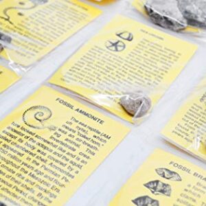 EISCO 12 Piece Deluxe Fossil Collection - Includes 12 Samples, Information Cards and a Geological Timescale - Great for Introductory Fossil Study