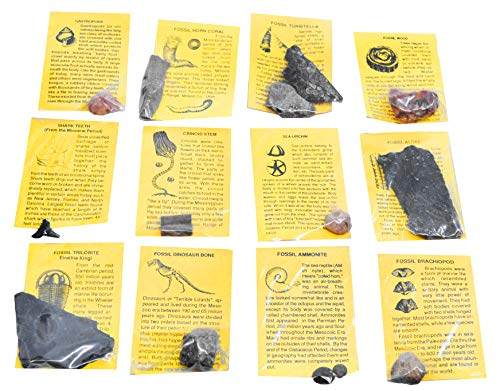 EISCO 12 Piece Deluxe Fossil Collection - Includes 12 Samples, Information Cards and a Geological Timescale - Great for Introductory Fossil Study