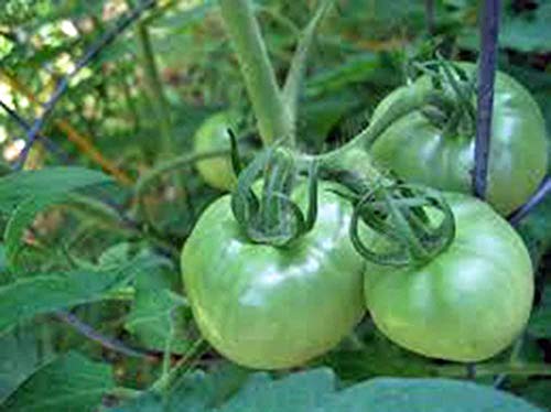 Tomato, Rutgers, Heirloom, 25 Seeds, Deliciously Sweet RED Tasty Fruit