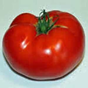 Tomato, Rutgers, Heirloom, 25 Seeds, Deliciously Sweet RED Tasty Fruit