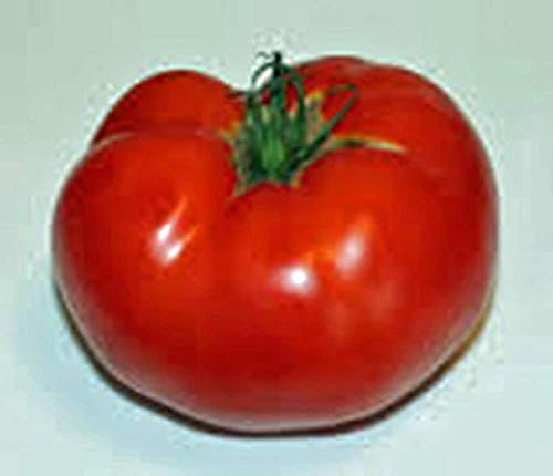 Tomato, Rutgers, Heirloom, 25 Seeds, Deliciously Sweet RED Tasty Fruit