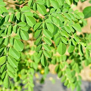 Dwarf Moringa Tree Seeds | 20+ Seeds to Grow | Highly Nutritious Leaves and Seeds, Edible and Tasty. Ships from Iowa, USA