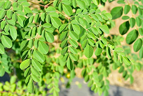 Dwarf Moringa Tree Seeds | 20+ Seeds to Grow | Highly Nutritious Leaves and Seeds, Edible and Tasty. Ships from Iowa, USA