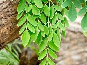 Dwarf Moringa Tree Seeds | 20+ Seeds to Grow | Highly Nutritious Leaves and Seeds, Edible and Tasty. Ships from Iowa, USA