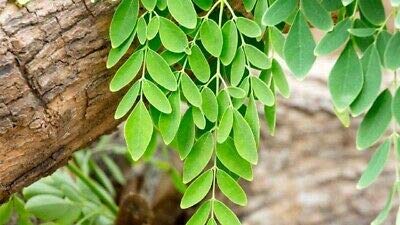 Dwarf Moringa Tree Seeds | 20+ Seeds to Grow | Highly Nutritious Leaves and Seeds, Edible and Tasty. Ships from Iowa, USA