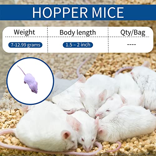 MiceDirect Frozen Hopper Mice Feeders Baby Ball Pythons & Red Tail Boas, Sub Adult Milks (20 Count)