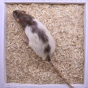 MiceDirect 10 Large Rats Frozen Food for Adult Red Tail Boas Burmese Pythons Large Monitors