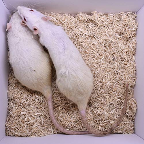 MiceDirect 10 Large Rats Frozen Food for Adult Red Tail Boas Burmese Pythons Large Monitors