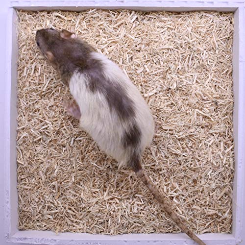 MiceDirect 20 Large Rats Frozen Food for Adult Red Tail Boas Burmese Pythons Large Monitors