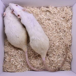 MiceDirect 20 Large Rats Frozen Food for Adult Red Tail Boas Burmese Pythons Large Monitors