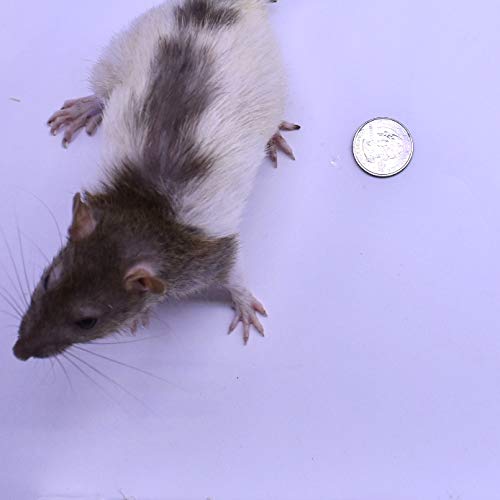 MiceDirect 20 Large Rats Frozen Food for Adult Red Tail Boas Burmese Pythons Large Monitors