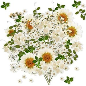 nuanchu 81 pcs white dried flowers dried pressed flowers leaves natural pressed flowers white pressed flowers larkspur gypsophila for resin jewelry scrapbooking art floral decorations (white)