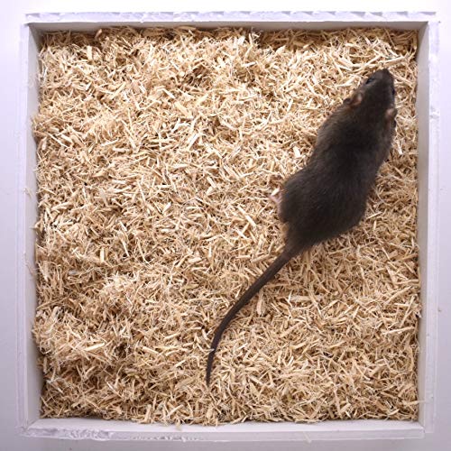 MiceDirect- 50 Rat Smalls- Fresh Fast Frozen Food Feeders for Adult Ball Python Red Tail Boa Monitor Lizard Birds of Prey Pet Reptiles