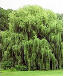 2 golden weeping willow trees - ready to plant - live plants - beautiful arching canopy