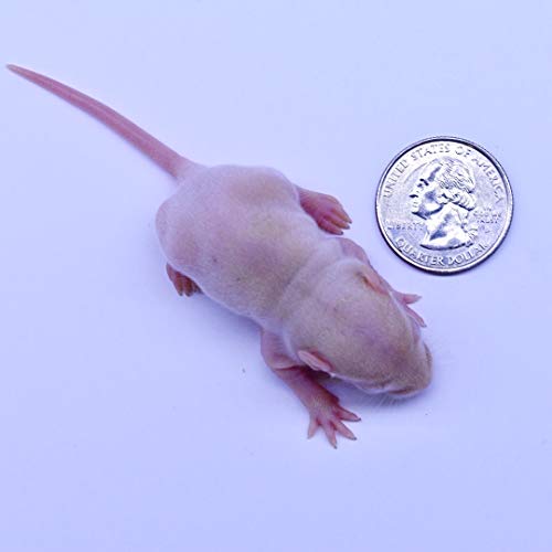 MiceDirect Frozen Rat Combo Pack of 10 Pinky & Fuzzie Feeder Rats - 5 Rat Pinkies & 5 Rat Fuzzies - Food for Corn Snakes, Ball Pythons, Lizards and Other Pet Reptiles-Freshest Snake Feed Supplies