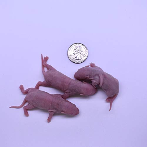 MiceDirect Frozen Rat Combo Pack of 10 Pinky & Fuzzie Feeder Rats - 5 Rat Pinkies & 5 Rat Fuzzies - Food for Corn Snakes, Ball Pythons, Lizards and Other Pet Reptiles-Freshest Snake Feed Supplies