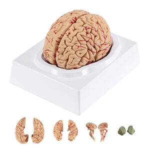 beamnova human brain model for teaching neuroscience with vessels life size anatomy model for learning science classroom study display medical model