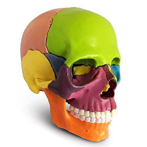 2023 New Anatomy Skull Model 15 Parts Human Anatomy Exploded Skull Detachable Palm-Sized Mini Human Color Medical Skull Model,Medical Dental Clinic Teaching Equipment,Learning with Color Study Manual