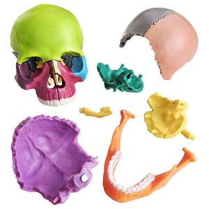 2023 New Anatomy Skull Model 15 Parts Human Anatomy Exploded Skull Detachable Palm-Sized Mini Human Color Medical Skull Model,Medical Dental Clinic Teaching Equipment,Learning with Color Study Manual