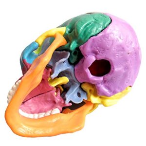 2023 New Anatomy Skull Model 15 Parts Human Anatomy Exploded Skull Detachable Palm-Sized Mini Human Color Medical Skull Model,Medical Dental Clinic Teaching Equipment,Learning with Color Study Manual