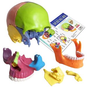 2023 New Anatomy Skull Model 15 Parts Human Anatomy Exploded Skull Detachable Palm-Sized Mini Human Color Medical Skull Model,Medical Dental Clinic Teaching Equipment,Learning with Color Study Manual