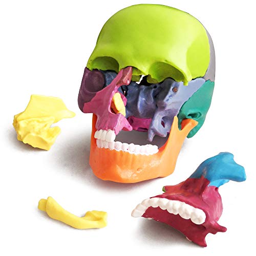 2023 New Anatomy Skull Model 15 Parts Human Anatomy Exploded Skull Detachable Palm-Sized Mini Human Color Medical Skull Model,Medical Dental Clinic Teaching Equipment,Learning with Color Study Manual