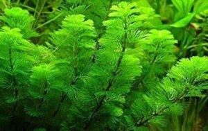 trublu supply green cabomba live aquarium plant freshwater - buy 2 get 1