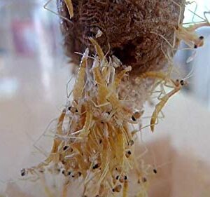 Two Extra Large Praying Mantis Ootheca Egg Cases + Clear Hatching Incubator Kit