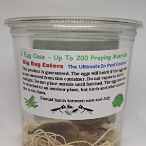 Two Extra Large Praying Mantis Ootheca Egg Cases + Clear Hatching Incubator Kit