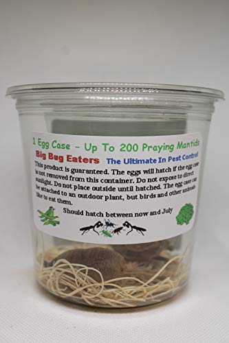 Two Extra Large Praying Mantis Ootheca Egg Cases + Clear Hatching Incubator Kit