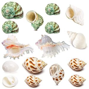 15pcs hermit crab shells (5 types) natural hermit crab shells, for small to large hermit crab turbo shells hermit crab supplies