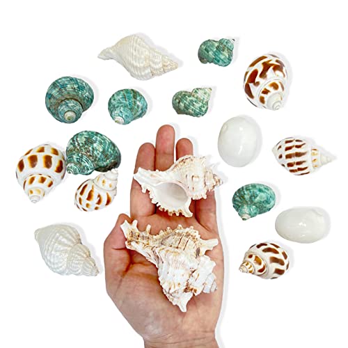 15PCS Hermit Crab Shells (5 Types) Natural Hermit Crab Shells, for Small to Large Hermit Crab Turbo Shells Hermit Crab Supplies