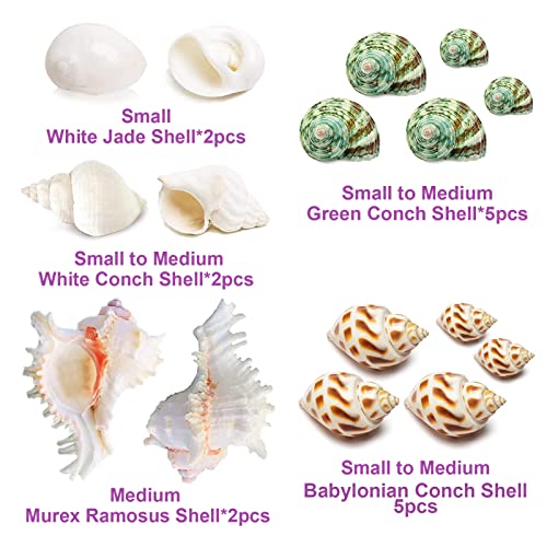 15PCS Hermit Crab Shells (5 Types) Natural Hermit Crab Shells, for Small to Large Hermit Crab Turbo Shells Hermit Crab Supplies