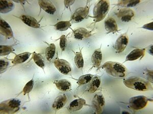 live daphnia magna (popular water fleas) - 1000 by aqua l'amour