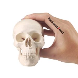 mini skull model small size human anatomy skull model with moving jaw and articulated mandible for drawing cranium medical education, decoration, art student sketching