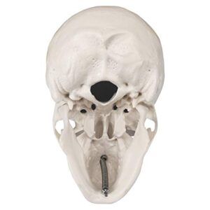 Mini Skull Model Small Size Human Anatomy Skull Model with Moving Jaw and Articulated Mandible for Drawing Cranium Medical Education, Decoration, Art Student Sketching