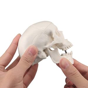 Mini Skull Model Small Size Human Anatomy Skull Model with Moving Jaw and Articulated Mandible for Drawing Cranium Medical Education, Decoration, Art Student Sketching