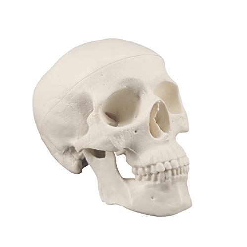 Mini Skull Model Small Size Human Anatomy Skull Model with Moving Jaw and Articulated Mandible for Drawing Cranium Medical Education, Decoration, Art Student Sketching