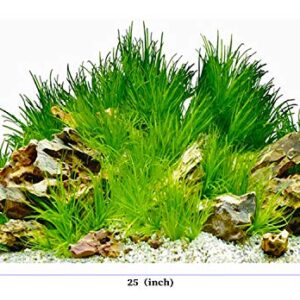 New Grass, Stones, Tree Background Aquarium Background Decoration 25 x 15 inches