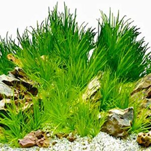 New Grass, Stones, Tree Background Aquarium Background Decoration 25 x 15 inches