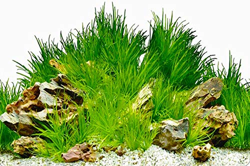 New Grass, Stones, Tree Background Aquarium Background Decoration 25 x 15 inches