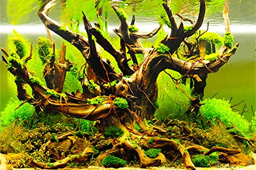 New Grass, Stones, Tree Background Aquarium Background Decoration 25 x 15 inches