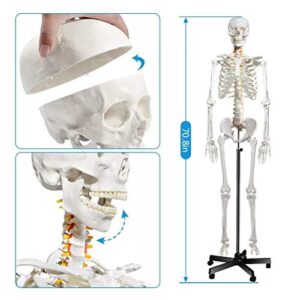 breesky Human Skeleton Model for Anatomy- Life Size Medical Human Skeleton Model with Nervous System 70.8 in with Rolling Stand for Medical Study and Display 3 Posters